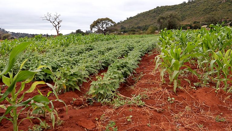 What is a mixed farming and why is it important? - Batian Green valley