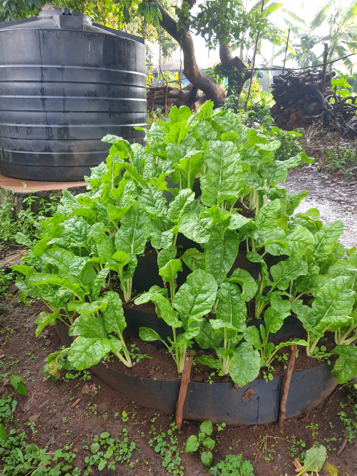 Top Eight Advantages of Multi-Storey Gardens in Kenya - Batian Green valley